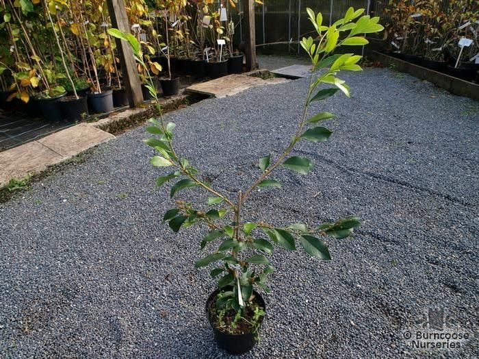 Distylium Racemosum from Burncoose Nurseries