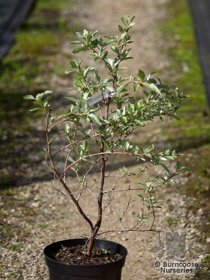 Elaeagnus Commutata from Burncoose Nurseries