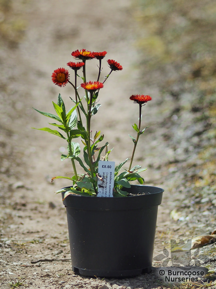 Erigeron Aurantiacus from Burncoose Nurseries