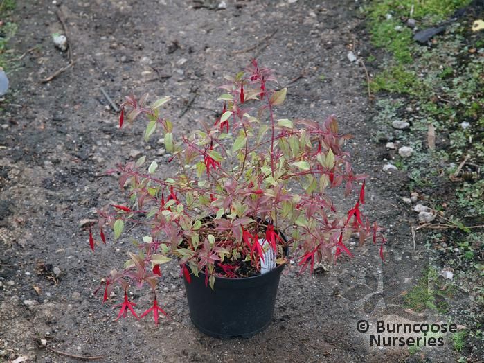 Fuchsia Magellanica 'Versicolor' from Burncoose Nurseries