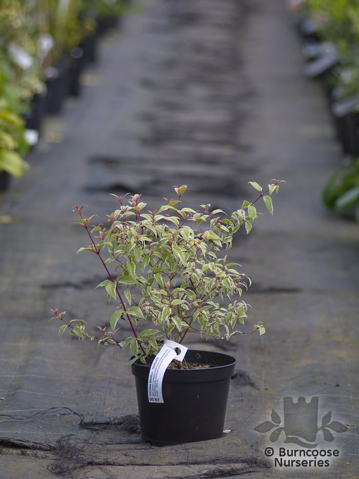 Fuchsia Magellanica 'Variegata' from Burncoose Nurseries
