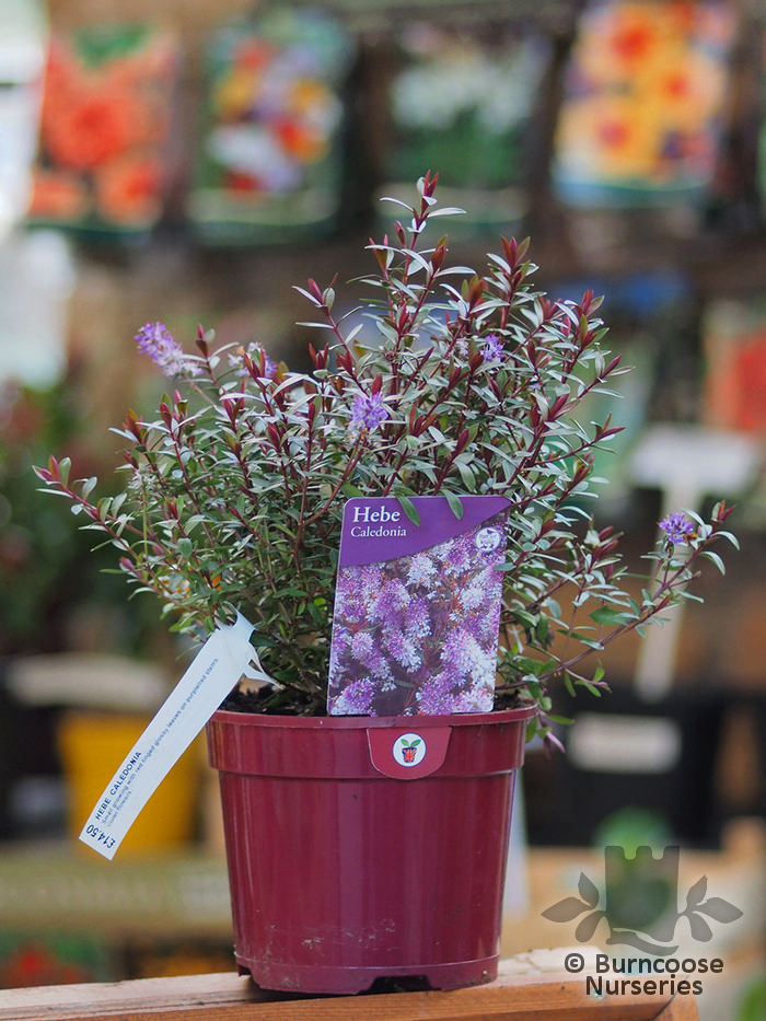 Hebe 'Caledonia' from Burncoose Nurseries