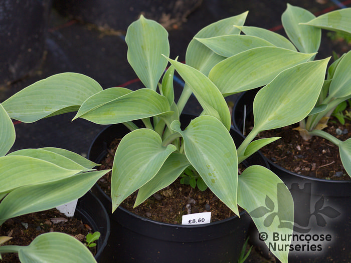Hosta 'Halcyon' from Burncoose Nurseries