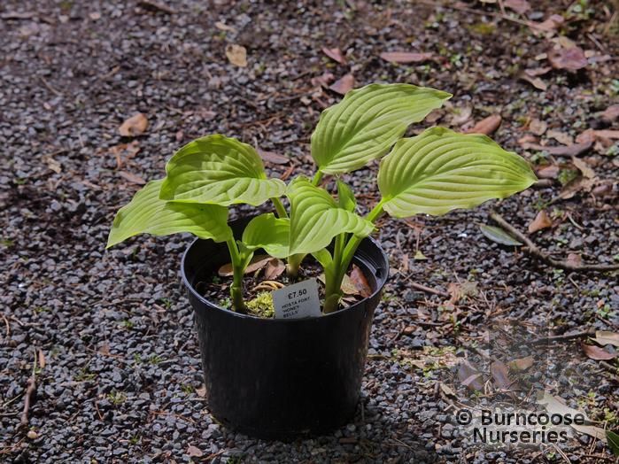 Hosta 'Honeybells' from Burncoose Nurseries