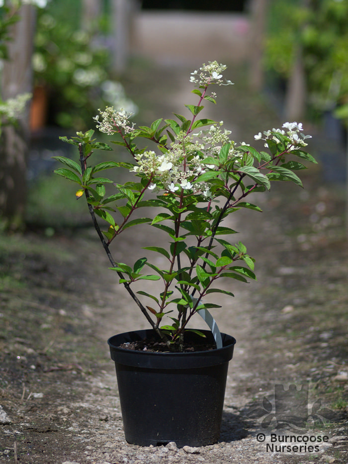 Hydrangea Paniculata 'Ruby' from Burncoose Nurseries