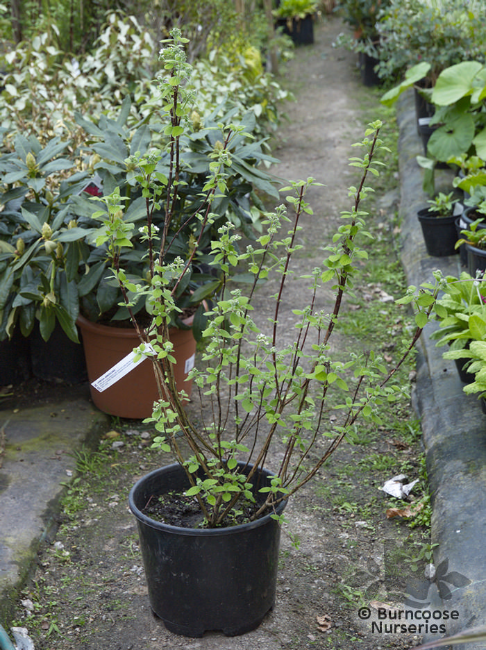 Jamesia Americana from Burncoose Nurseries