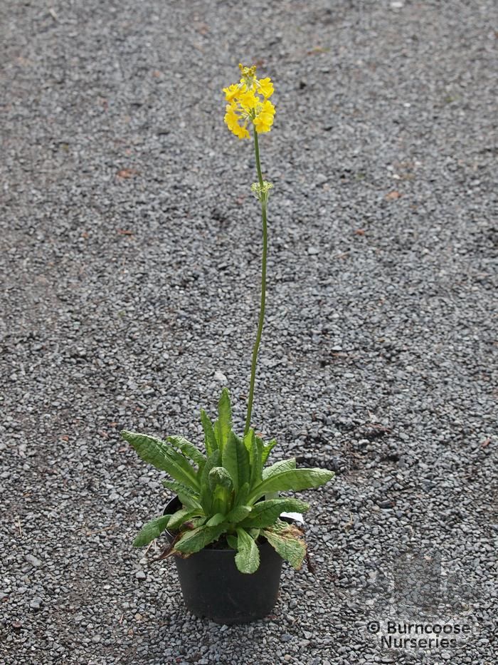 Primula Helodoxa from Burncoose Nurseries CANDELABRA TYPES