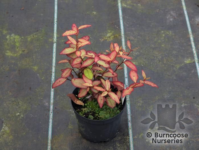 Pseudowintera Colorata 'Moulin Rouge' from Burncoose Nurseries