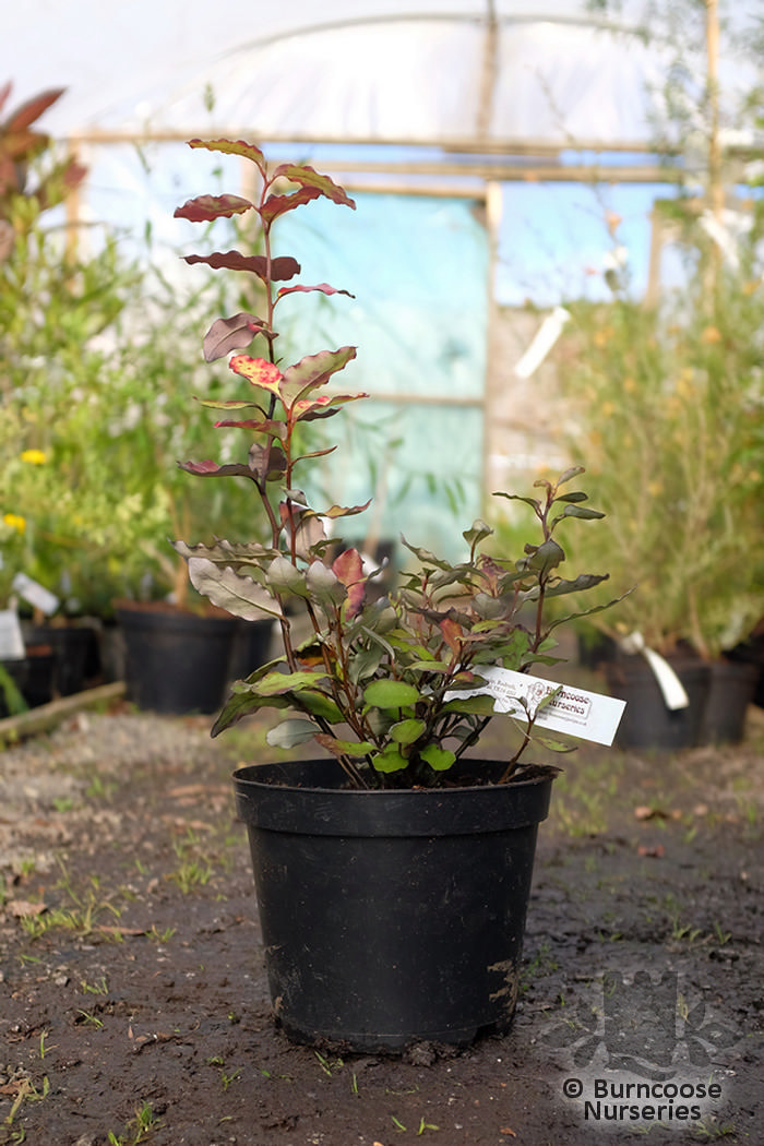 Pseudowintera Colorata 'Red Leopard' from Burncoose Nurseries