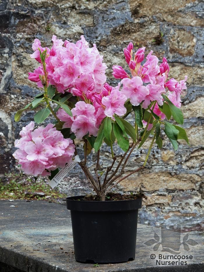 Rhododendron 'Pink Pearl' from Burncoose Nurseries RHODODENDRON HYBRIDS