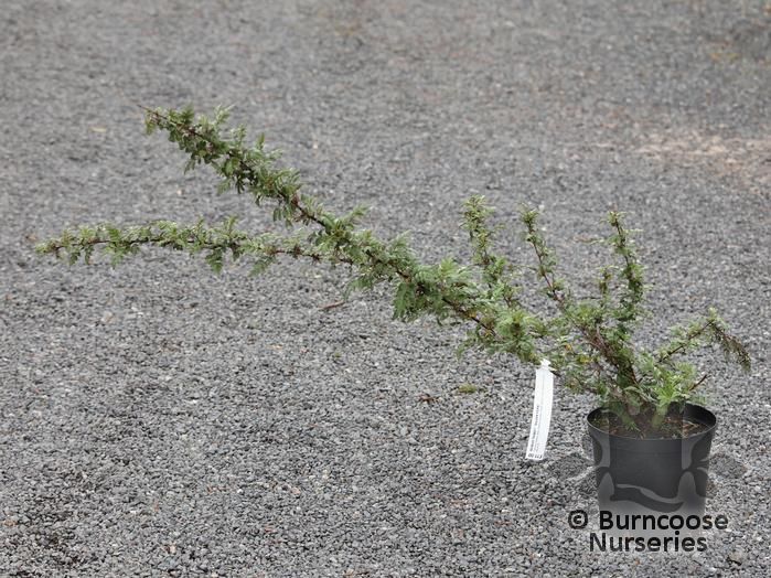 Rubus Thibetanus from Burncoose Nurseries