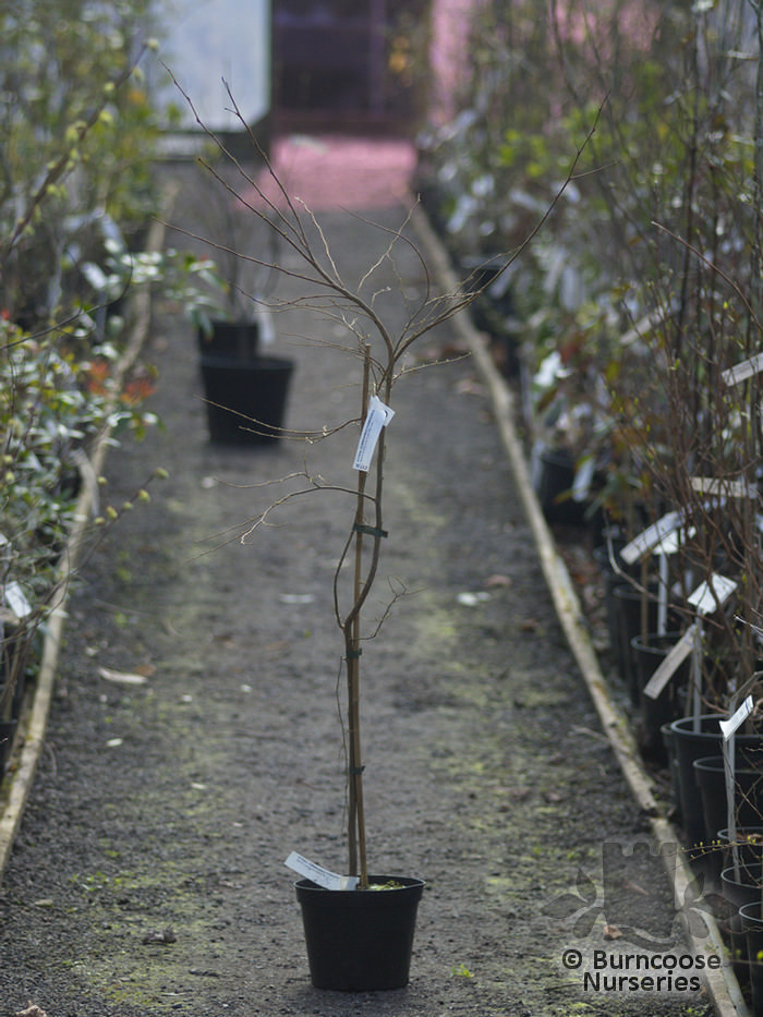Styrax Formosanus Var. Formosanus from Burncoose Nurseries