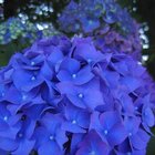 Hydrangea 'Enziandom' from Burncoose Nurseries