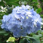 Hydrangea 'Nigra' from Burncoose Nurseries