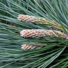 Pinus Radiata from Burncoose Nurseries