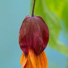 Abutilon 'Patrick Synge' from Burncoose Nurseries