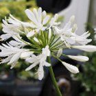 Agapanthus 'Snow Cloud' from Burncoose Nurseries