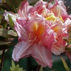 Azalea - Deciduous 'Berryrose' from Burncoose Nurseries