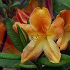 Azalea - Deciduous 'Golden Flare' from Burncoose Nurseries
