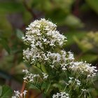 Centranthus Ruber 'Albus' from Burncoose Nurseries