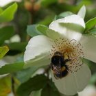 Eucryphia X Intermedia 'Rostrevor' from Burncoose Nurseries