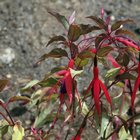 Fuchsia Magellanica 'Versicolor' from Burncoose Nurseries