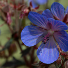 Geranium Pratense 'Black Beauty' from Burncoose Nurseries