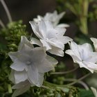 Hydrangea 'Fireworks' from Burncoose Nurseries