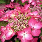Hydrangea 'Selina' from Burncoose Nurseries