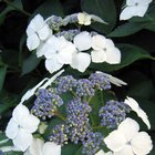 Hydrangea 'Veitchii' from Burncoose Nurseries