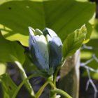 Magnolia Acuminata 'Blue Opal' from Burncoose Nurseries