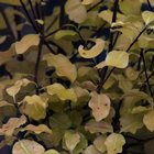 Pittosporum Tenuifolium 'Warnham Gold' from Burncoose Nurseries