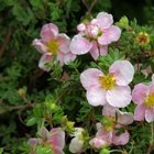 Potentilla Fruticosa 'Princess' from Burncoose Nurseries