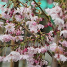 Prunus X Subhirtella 'Autumnalis Rosea' from Burncoose Nurseries ...