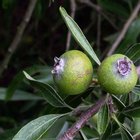 Pyrus Salicifolia 'Pendula' from Burncoose Nurseries