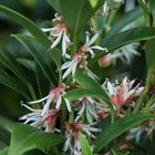 Sarcococca Hookeriana Var Digyna from Burncoose Nurseries