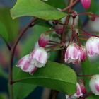 Zenobia Pulverulenta 'Raspberry Ripple' from Burncoose Nurseries