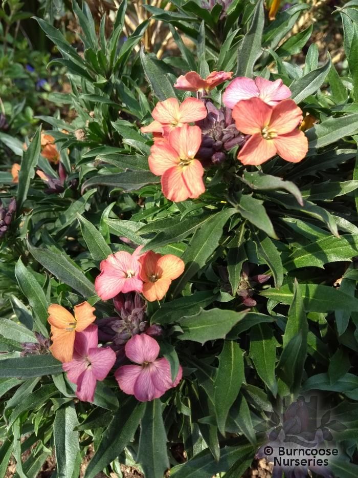 Erysimum from Burncoose Nurseries