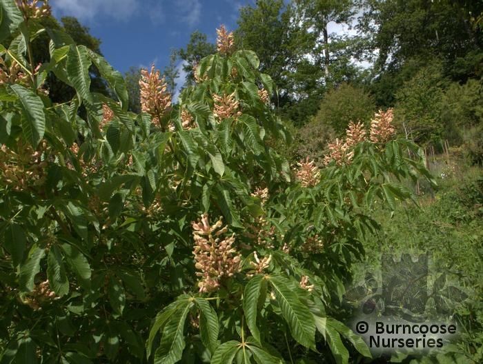 Aesculus X Mutabilis 'Induta' from Burncoose Nurseries