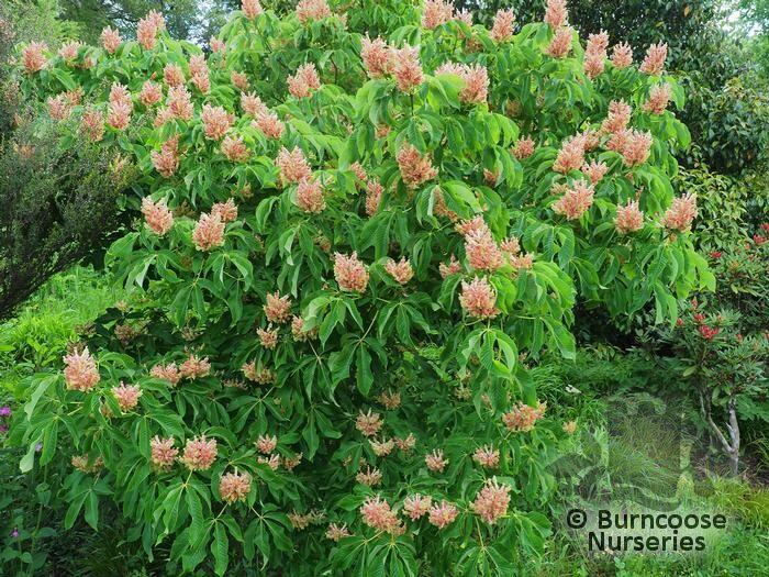 Aesculus X Mutabilis 'Induta' from Burncoose Nurseries