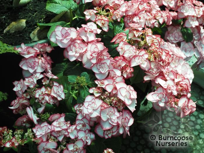 Hydrangea 'Yulika' from Burncoose Nurseries
