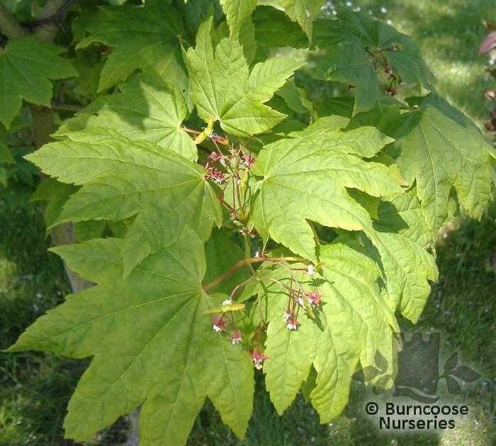 Acer from Burncoose Nurseries - Page 1