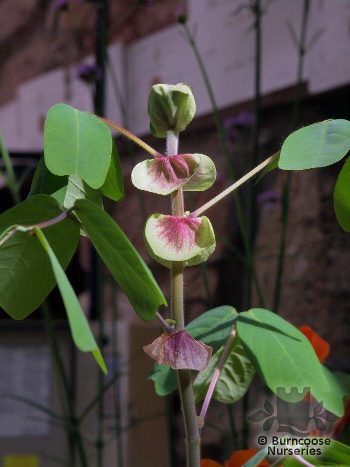 Amicia Zygomeris from Burncoose Nurseries