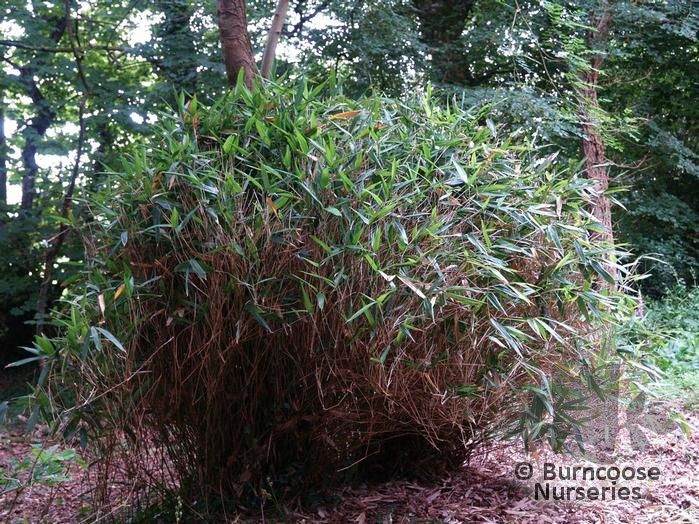 Bamboo Sasa Palmata Tsuboiana from Burncoose Nurseries