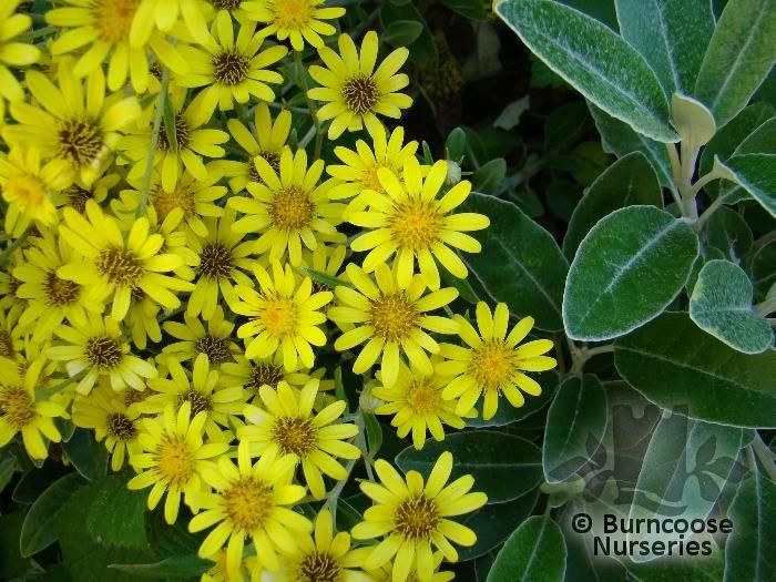 Brachyglottis from Burncoose Nurseries