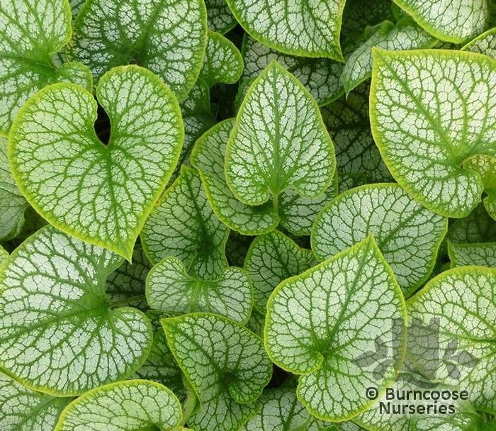 Brunnera Macrophylla from Burncoose Nurseries