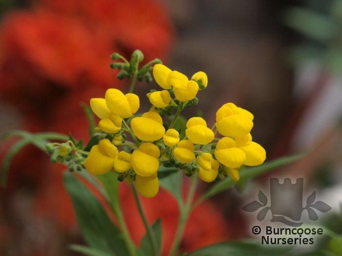Calceolaria from Burncoose Nurseries