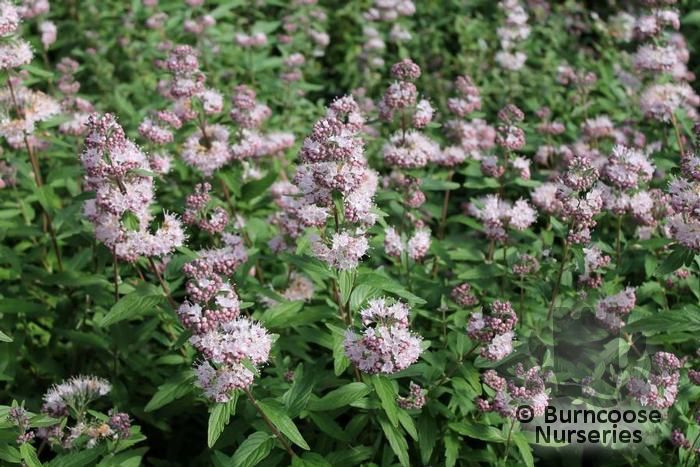 Caryopteris X Clandonensis 'Stephi' from Burncoose Nurseries