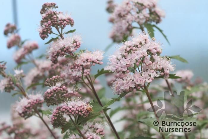Caryopteris X Clandonensis 'Stephi' from Burncoose Nurseries