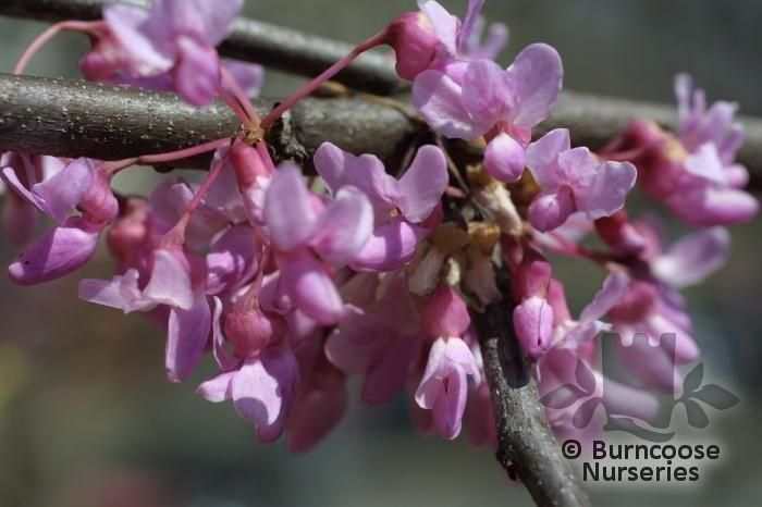 Cercis from Burncoose Nurseries